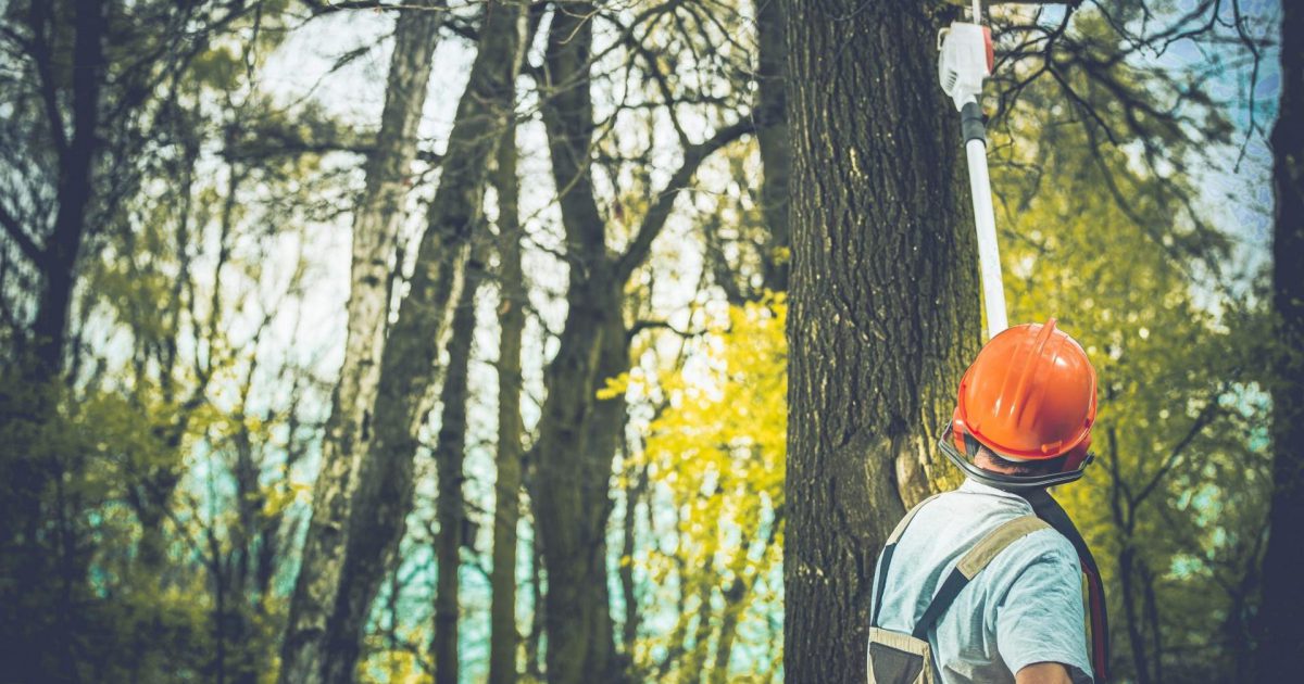 Tree Removal Palmerston North | Trusted & Affordable Tree Removal